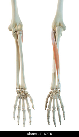 Extensor carpi ulnaris Muscle Anatomy For Medical Concept 3D ...