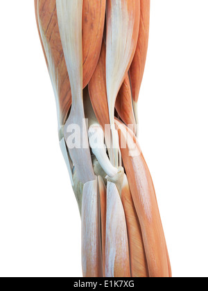 The muscles of the knee Stock Photo - Alamy