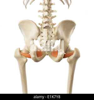 Human obturator externus muscle computer artwork Stock Photo - Alamy