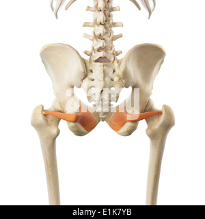Human muscles (obturator internus), illustration Stock Photo - Alamy