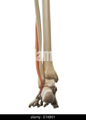 Illustration of the peroneus brevis muscles Stock Photo - Alamy