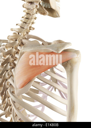 Human infraspinatus muscle computer artwork Stock Photo - Alamy