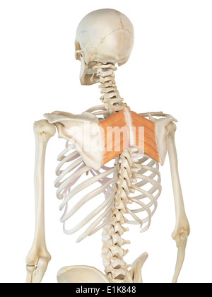 Rhomboid muscles, computer illustration Stock Photo - Alamy