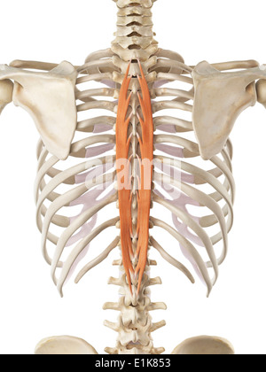 Human spinalis thoracis muscle computer artwork Stock Photo - Alamy