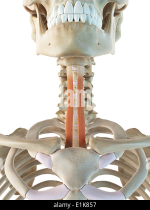 Sternohyoid muscle, computer illustration Stock Photo - Alamy