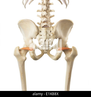 Gemellus muscles, computer illustration Stock Photo - Alamy