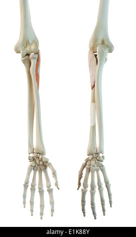 Supinator muscle, computer illustration Stock Photo - Alamy