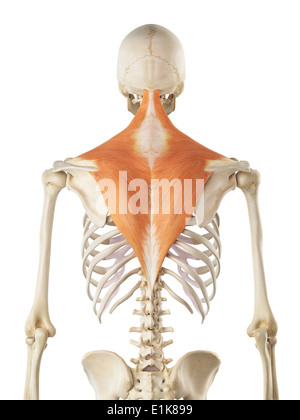 Trapezius muscle, computer illustration Stock Photo - Alamy