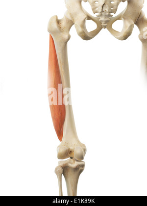 Vastus Lateralis Muscle - Anatomy Muscles isolated on white - 3D ...