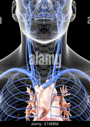 Veins of the neck, illustration Stock Photo - Alamy