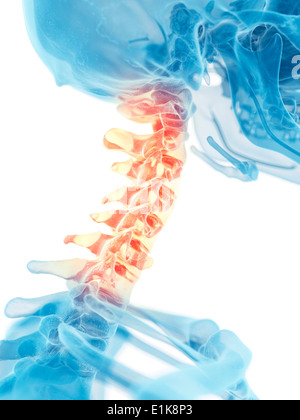 The bones of the neck Stock Photo - Alamy