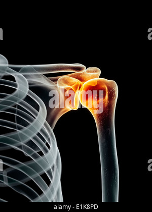 Human shoulder joint computer artwork Stock Photo - Alamy
