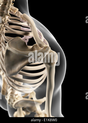 Human shoulder joint computer artwork Stock Photo - Alamy