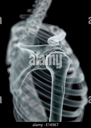Human shoulder joint computer artwork Stock Photo - Alamy