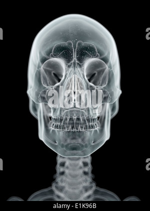 Human skull, computer artwork Stock Photo - Alamy