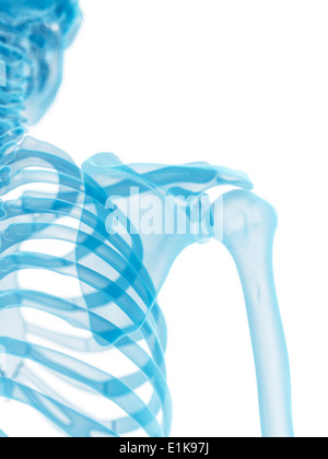 Human shoulder joint computer artwork Stock Photo - Alamy