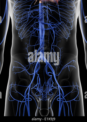 Anatomy of human abdominal vein system Stock Photo - Alamy