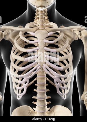 Human thorax anatomy computer artwork Stock Photo - Alamy