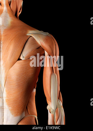 Human anatomy. Torso back, shoulder, muscles. 3d illustration Stock ...