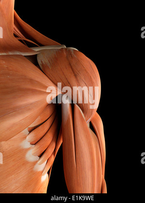 Human shoulder muscles computer artwork Stock Photo - Alamy