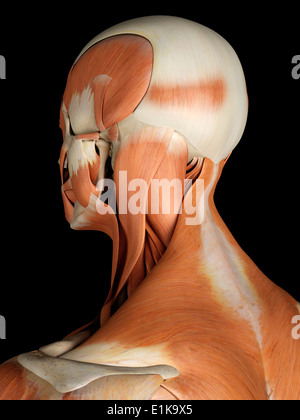 Human neck muscles computer artwork Stock Photo - Alamy