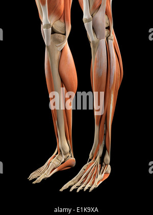 Human leg and foot muscles computer artwork Stock Photo - Alamy