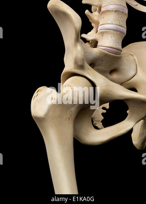 Human hip bones computer artwork Stock Photo - Alamy
