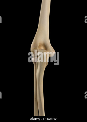 Human elbow joint computer artwork Stock Photo - Alamy