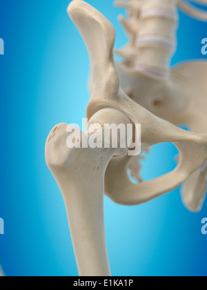Human hip joint computer artwork Stock Photo - Alamy
