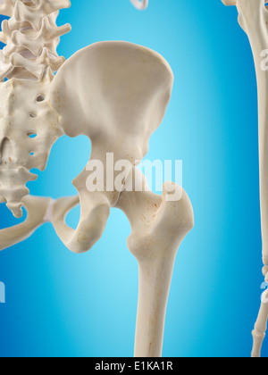 Human pelvis bones, computer illustration Stock Photo - Alamy