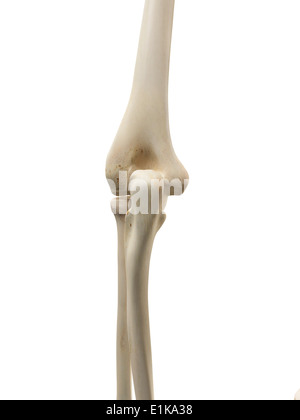Human elbow joint computer artwork Stock Photo - Alamy