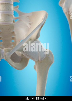 Human hip joint computer artwork Stock Photo - Alamy