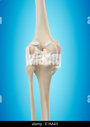 Human knee tendons computer artwork Stock Photo - Alamy