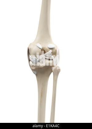 Human knee tendons computer artwork Stock Photo - Alamy