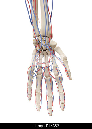 Human hand veins and arteries, computer illustration Stock Photo - Alamy