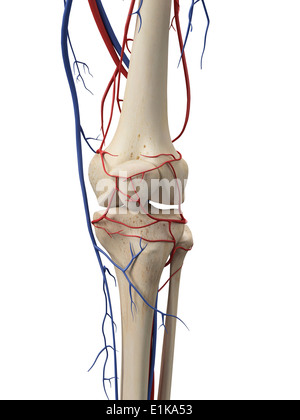 Human vascular system of the knee, computer illustration Stock Photo ...