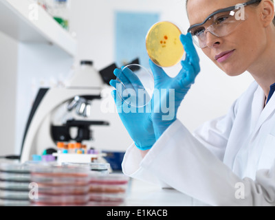 Close up of scientist holding petri dish with colored liquid while ...