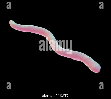 Lyme disease bacteria. Computer illustration of Borrelia burgdorferi ...