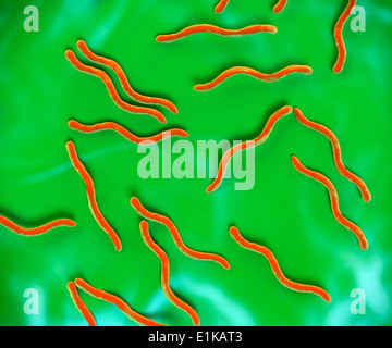 Lyme disease bacteria. Computer illustration of Borrelia burgdorferi ...