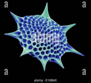 Radiolarian. Coloured scanning electron micrograph (SEM) of a ...