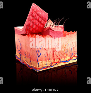 Human skin computer artwork Stock Photo - Alamy