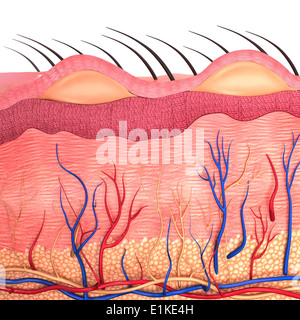Human skin computer artwork Stock Photo - Alamy