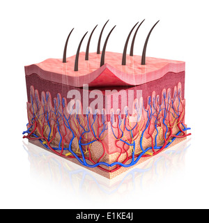 Human skin computer artwork Stock Photo - Alamy