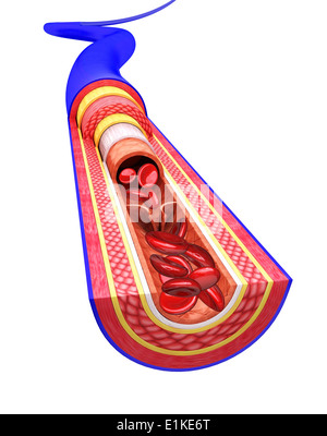 Human vein cut-away computer artwork Stock Photo - Alamy