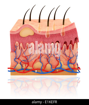Human skin computer artwork Stock Photo - Alamy