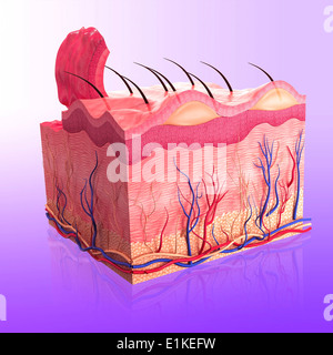 Human skin computer artwork Stock Photo - Alamy