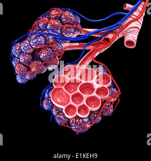 Illustration of alveoli and capillaries Stock Photo - Alamy