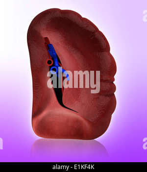 Human spleen cut-away computer artwork Stock Photo - Alamy