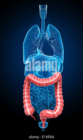 Human colon computer artwork Stock Photo - Alamy