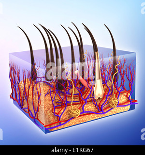 Human skin computer artwork Stock Photo - Alamy